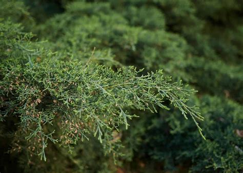 10 Dwarf Evergreen Shrubs For Full Sun 🌞 🌿 Compact Picks For Vibrant