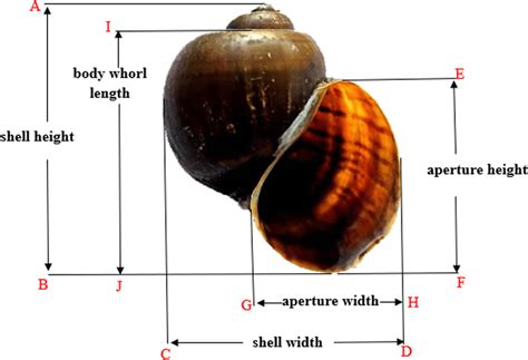The Measurement Standards Of The Growth Indexes Ab Shell Height Cd