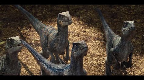 Velociraptor Jurassic Park Wallpaper