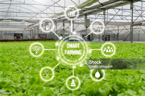 실내 유기농 수경 신선한 녹색 양상추 야채는 시각적 아이콘 농업 사업 스마트 농업 디지털 기술 및 건강한 음식 개념온실 정원 보육 농장에서 생산 사물 인터넷에 대한 스톡