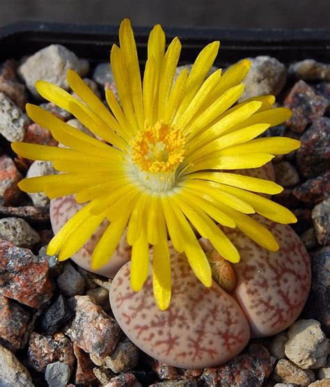 Conophytum Lithops And Co C 097 Edithiae Lithops Pseudotruncatella