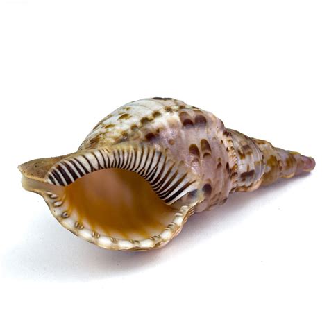Charonia Tritonis Shell Xs 14 15 Cm Elegant Decorative Seashell Etsy