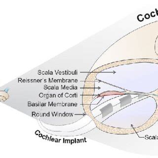 Pdf Models Of Cochlea Used In Cochlear Implant Research A Review