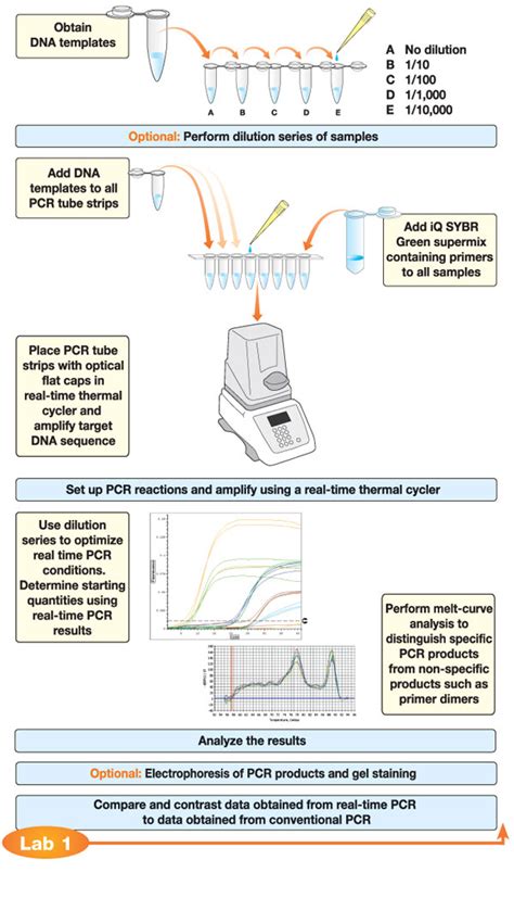 Real Time Polymerase Chain Reaction