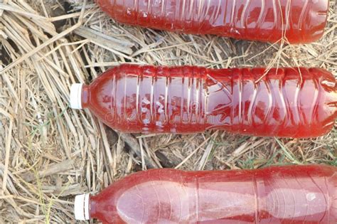 Photosybthetic Bacteria Psb Red Water In Plastic Bottle Is Organic