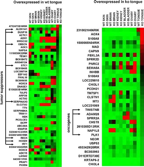 Heat Maps Whole Genome Expression Analysis Illumina Gene Expression