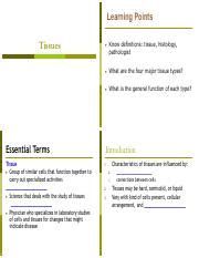 Understanding Human Body Tissues Types Functions Course Hero