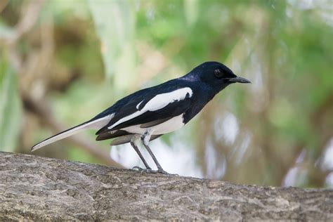 Oriental Magpie Robin Copsychus Saularis