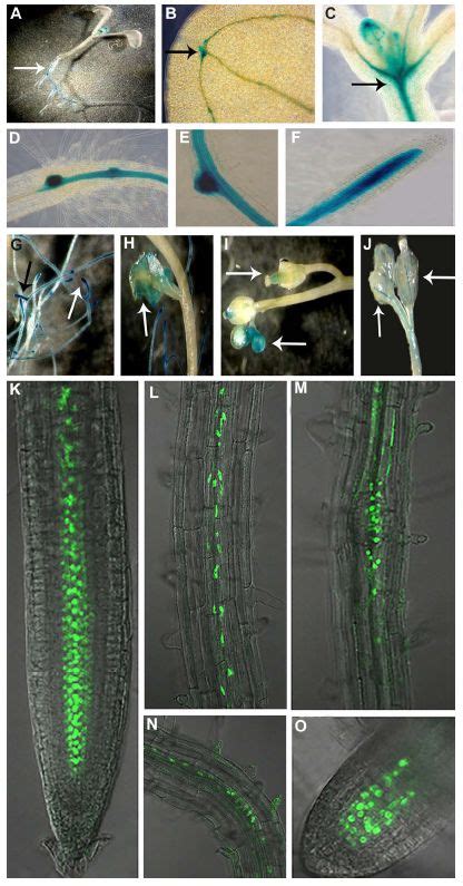 Figure 3 Expression Pattern Of Gus And Gfp Reporter Genes In Transgenic