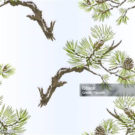 Cabang Pinus Tekstur Mulus Dan Jarum Kerucut Dan Ilustrasi Botani