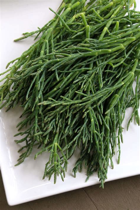 Wild Foraging How To Identify Harvest And Prepare Sea Beans Aka Sea