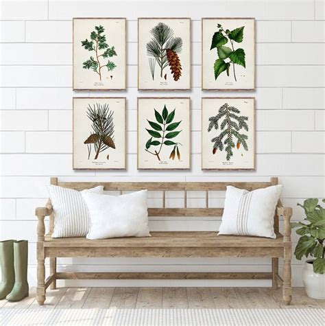 TREES Poster Set Vintage Tree Art Posters Vintage Coniferous Trees Prints White Pine Poster