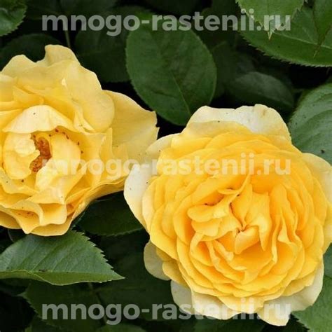 Саженцы Роза Джулия Чайлд (Rosa Julia Child) купить по цене 660 руб. в ...