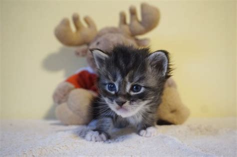 Kitten Bilder Lethal Weapon Wurf 3 Wochen