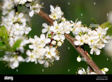 Spring Achern Tree Fruit Tree Flowering Cherry Trees Northern