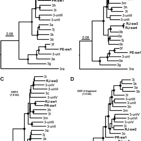 Phylogenetic Tree Based On Nucleotide Sequences Of Nearly Complete