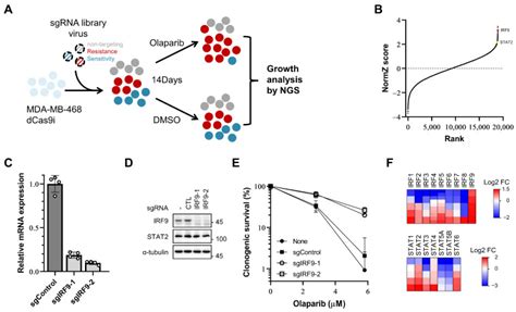 The Role Of Irf9 Upregulation In Modulating Sensitivity To Olaparib And