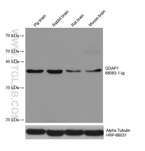 Gdap1 Antibody 68083 1 Ig Proteintech
