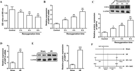 Usp14 Was Upregulated In Hr Induced Hk 2 Cells And Renal Tissues Of