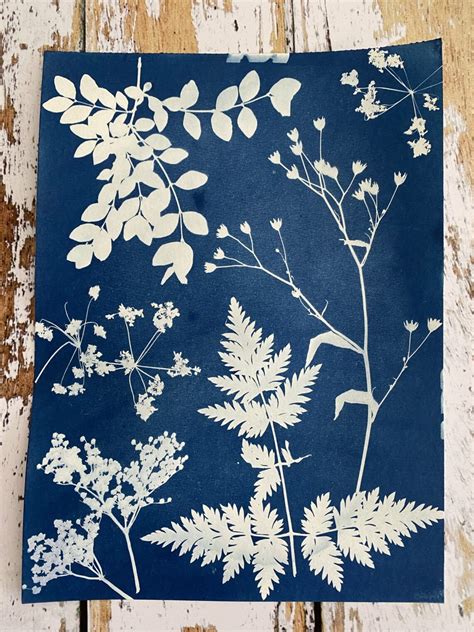 Cyanotype tout savoir pour débuter en 2024 Peinture végétale