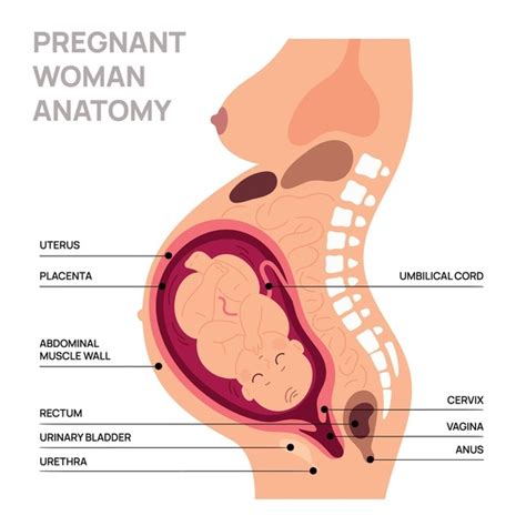 Female Anatomy During Pregnancy