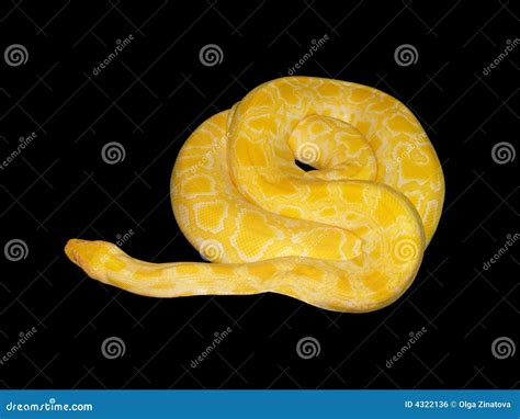 Yellow Python Stock Photo Image Of Reptile Horror Macro 4322136