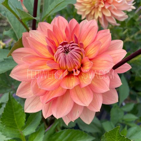 Dahlia Nicholas Flower Supernova