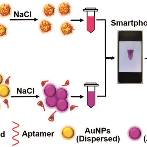Schematic Illustration Of Instrument Free Visual Method For Acetamiprid Download Scientific
