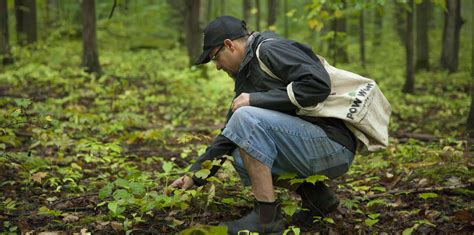 Foraging Your Roots Rrampt