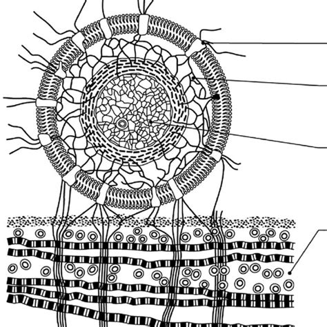 The System Of Information Transfer From The Intercellular Matrix To The