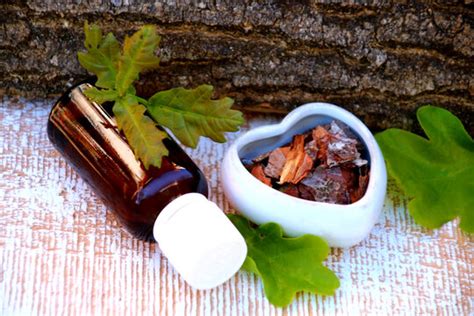 Eichenrinde Images Parcourir 257 Le Catalogue De Photos Vecteurs Et Vidéos Adobe Stock