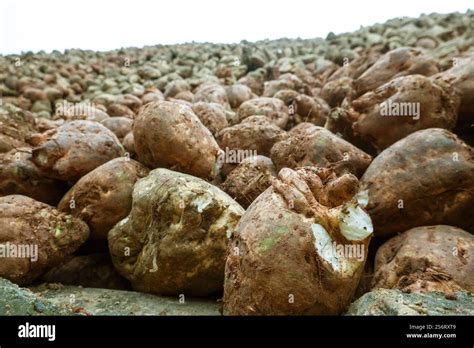 Sugar Beet Sugar Beet Beet Root Sugar Beet Root Beta Vulgaris Var Altissima Pile Of