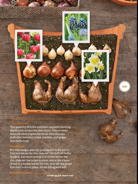 How To Plant Bulbs In Containers Artofit