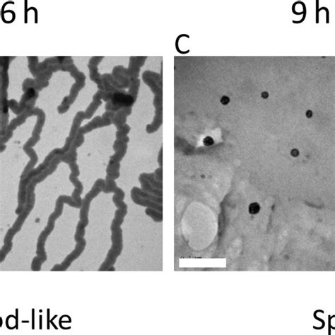Nomenclature For Carbons In Acetalated Dextran Download Scientific