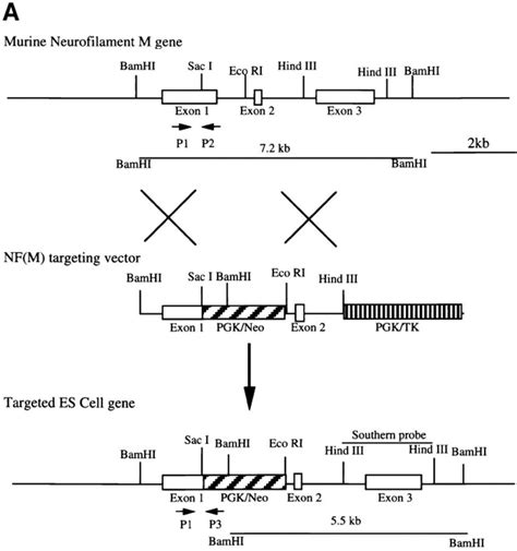 Targeted Disruption Of The Mouse Nf M Gene A Targeting Strategy For