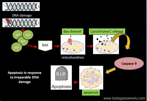 How P53 Induces Apoptosis In Dna Damaged Cells