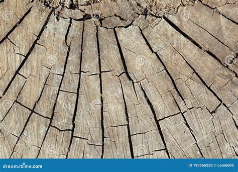 La Tranche De Bois Avec Des Fissures Et Des Anneaux Annuels Photo Stock