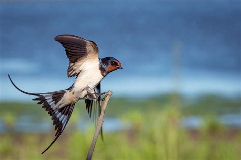 Phân Biệt Chim Én Và Chim Yến Khác Nhau ở Chỗ Nào