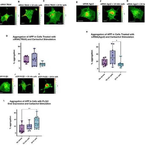App Mrna Beacon Aggregation Is Seen In Cells Under Stress A Download Scientific Diagram