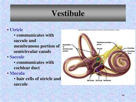 Sensory Systems General Senses Ppt Download