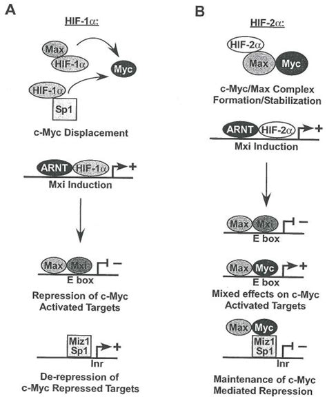 Hif And C Myc Sibling Rivals For Control Of Cancer Cell Metabolism And Proliferation Pmc