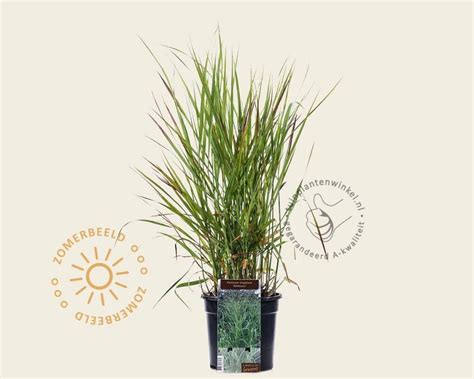 Panicum Virgatum Rehbraun Kopen Vingergras