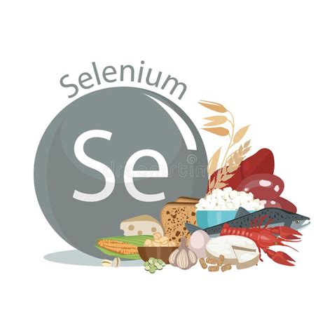 Food Sources Of Selenium Stock Illustration Illustration Of Cartoon