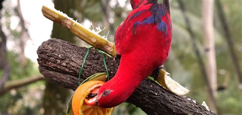 Red Bird Spiritual Meaning Symbolism And Totem Explained