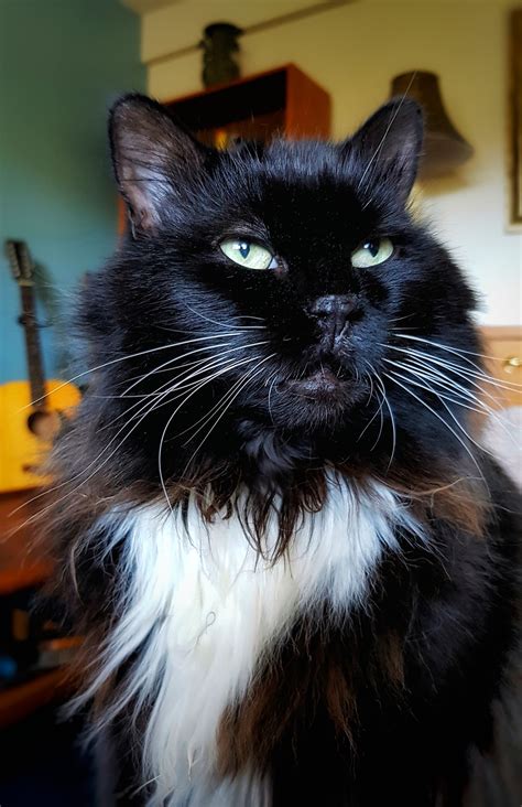 Remembering Isabelle Honoring A Beloved Cat On Izzy Day Viral Cats