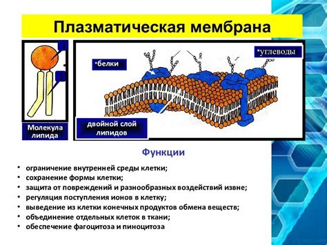 Строение и функции мембран липидов