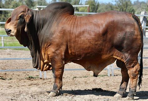 2023 Great Northern Brahman Sale Catalogue By Greatnorthernbrahmansale