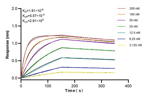 Ifn Beta Antibody 98082 1 Rr Proteintech