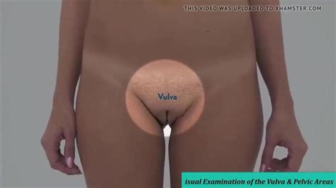 Real Female Anatomy Visual Examination Of The Vulva 1