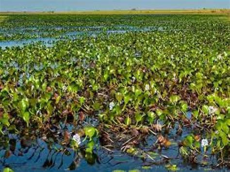 Marinha vai retirar vegetação aquática do rio Paraguai que impede